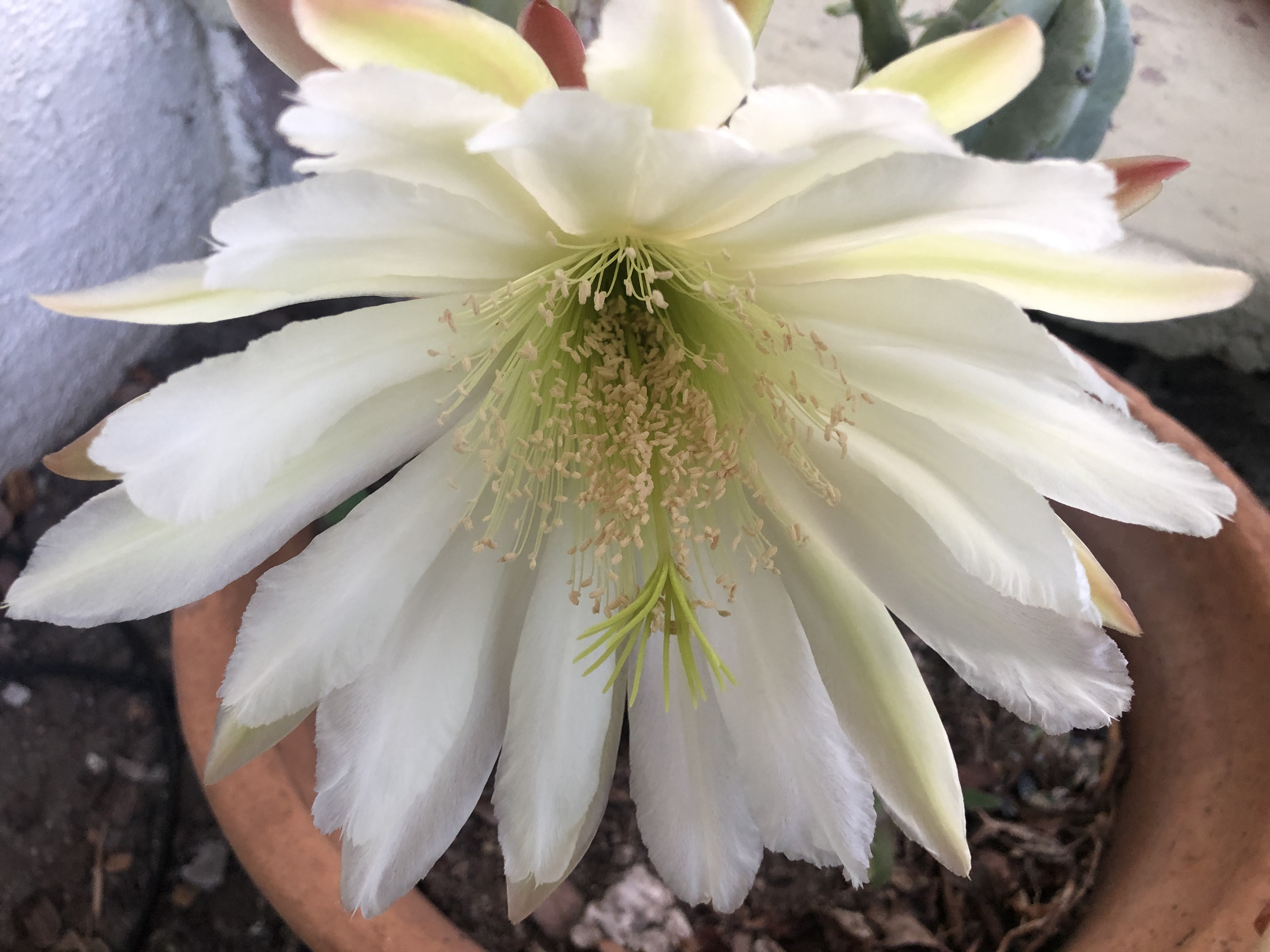 NIGHT BLOOMING CACTUS – Reflections Outside My Window
